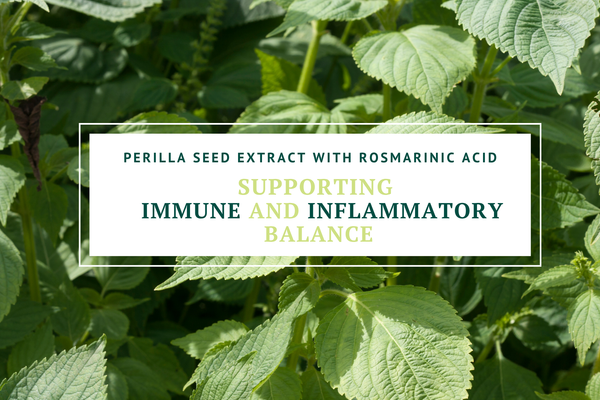 Perilla Seed Extract with Rosmarinic Acid: Supporting Immune and ...